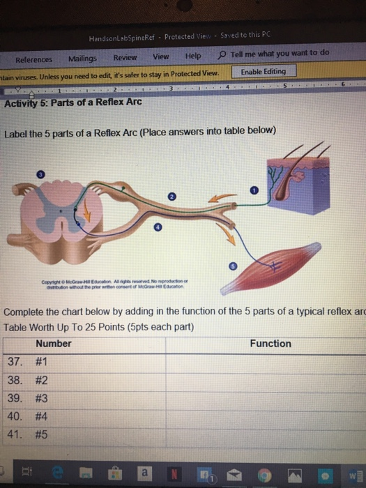 Solved Parts of a reflex arc chart question | Chegg.com