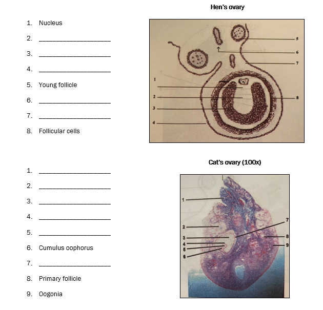 Solved Hen's ovary 1. Nucleus 2. 3. 4. 5. Young follicle 6. | Chegg.com