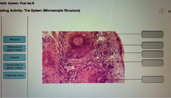 Microscopic View Of White Pulp