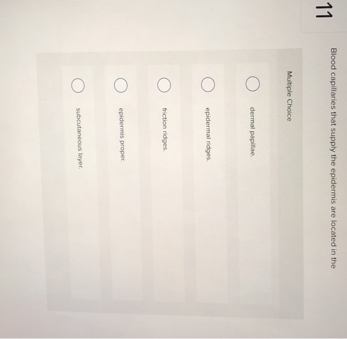 Solved Blood capillaries that supply the epidermis are | Chegg.com