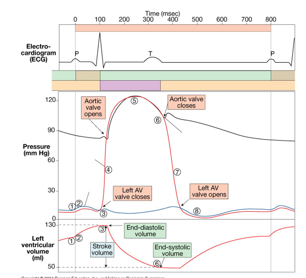 Solved Calculate what your cardiac output would be if you | Chegg.com