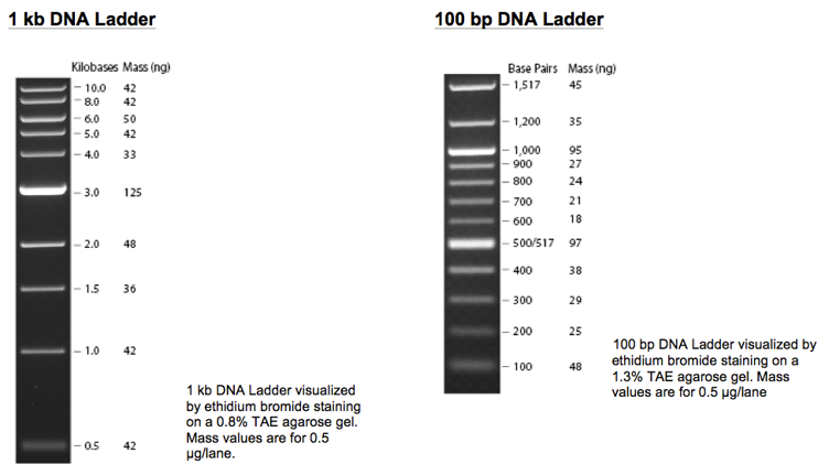 1 kb DNA Ladder 100 bp DNA Ladder Base Pairs Massing) | Chegg.com