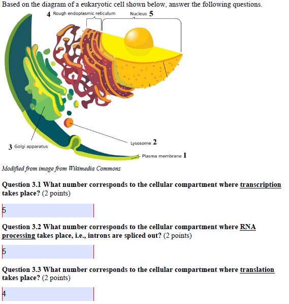 Solved Based on the diagram of a eukaryotic cell shown | Chegg.com