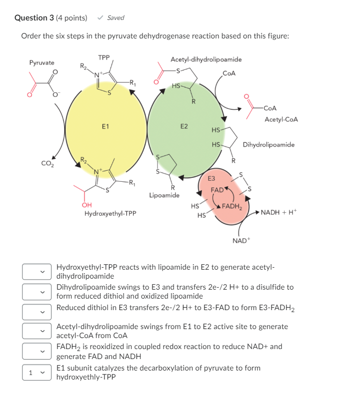 Solved Order the six steps in the pyruvate dehydrogenase | Chegg.com