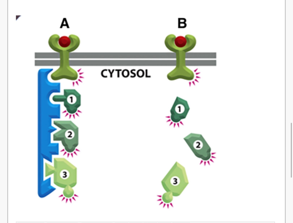Solved Consider a signaling pathway that proceeds through | Chegg.com