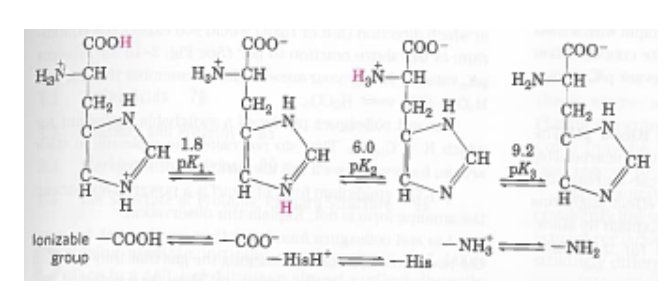 Structure Of Histidine At Different Ph