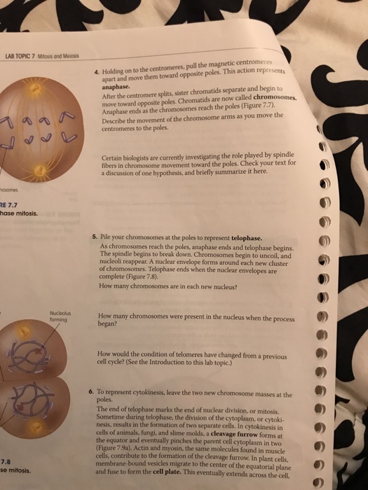 Solved Lab Topic 7 Mitosis And Meiosis 4 Holding On To The 