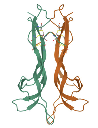 Solved above is an image of the Neurotrophin-3 (NT-3) is a | Chegg.com
