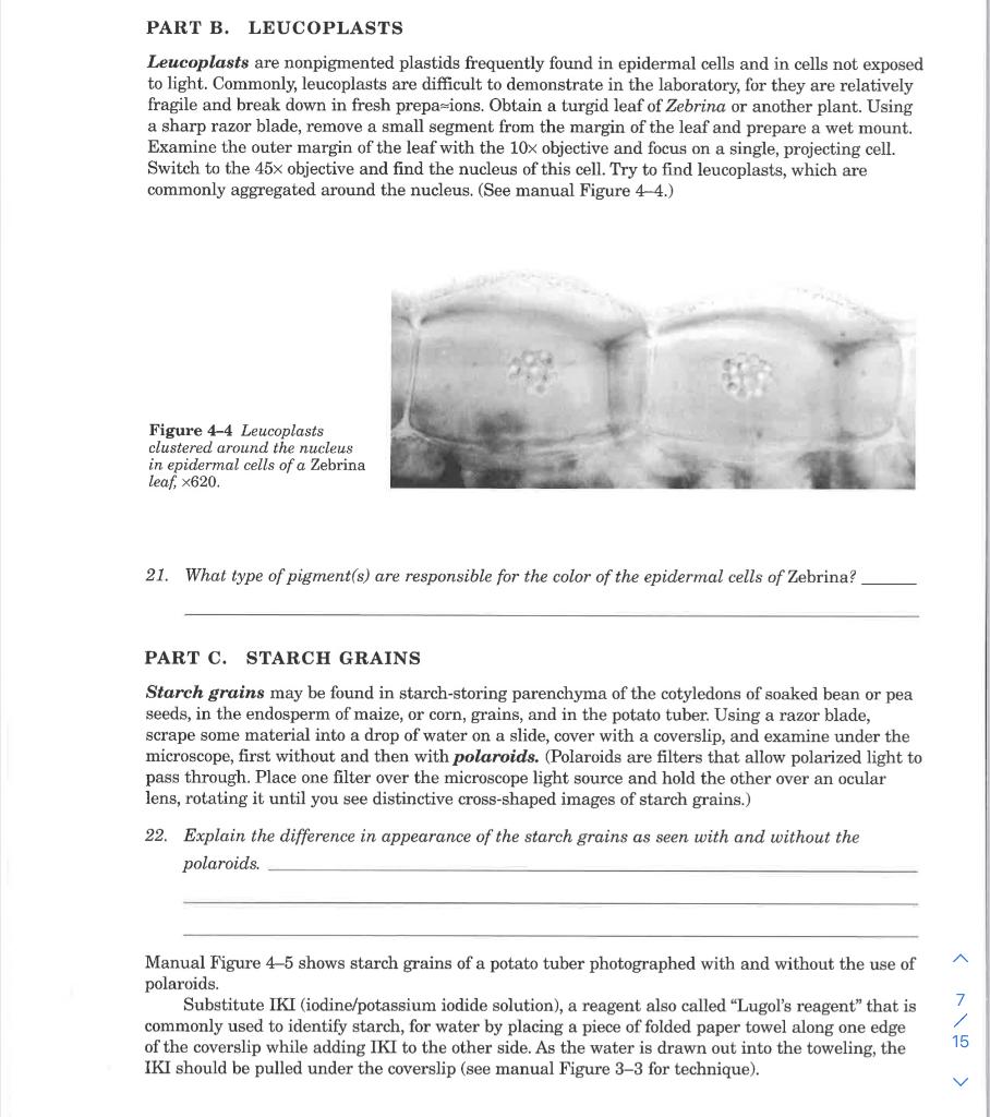 Solved PART B. LEUCOPLASTS Leucoplasts are nonpigmented | Chegg.com