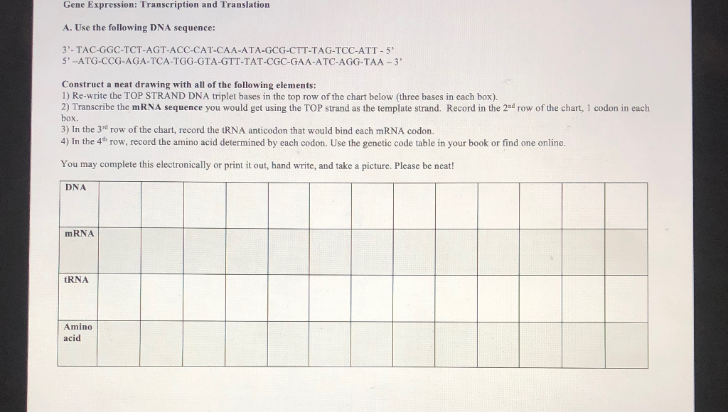 Solved Gene Expression: Transcription and Translation A. Use | Chegg.com