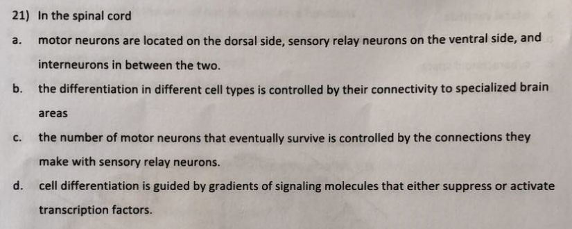 Solved 21) In the spinal cord motor neurons are located on | Chegg.com