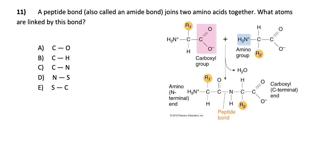 Solved 11) A peptide bond (also called an amide bond) joins | Chegg.com