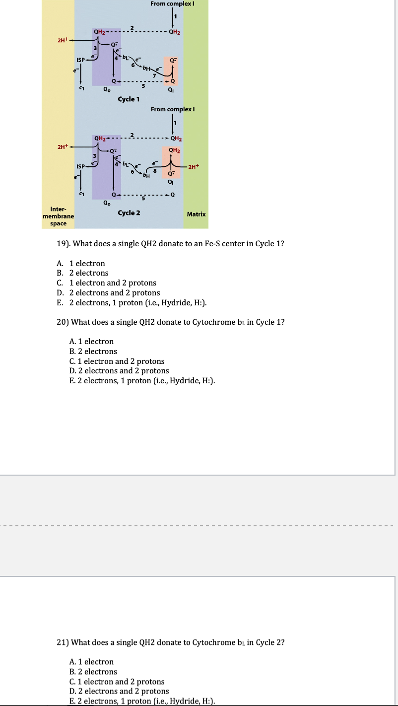 Solved From complex i QH2 QH2 2H+ Q ISP Q- bHse 1 Qo Cycle 1 | Chegg.com