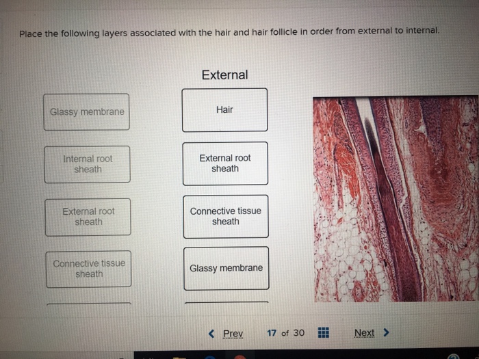 Solved Place the following layers associated with the hair | Chegg.com