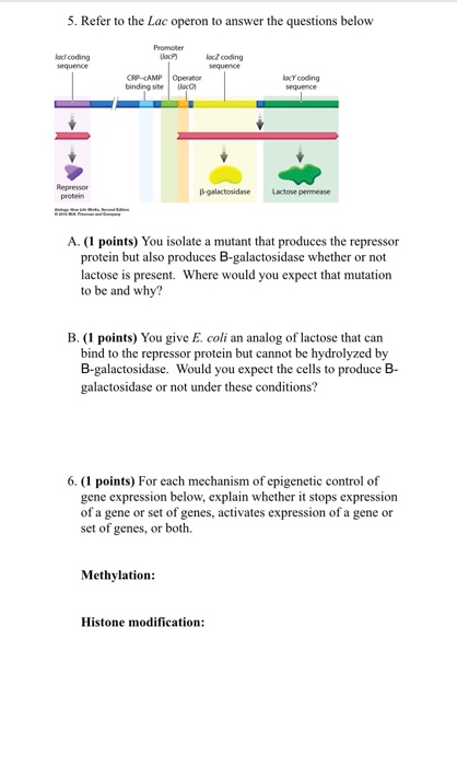 Solved 5. Refer to the Lac operon to answer the questions | Chegg.com