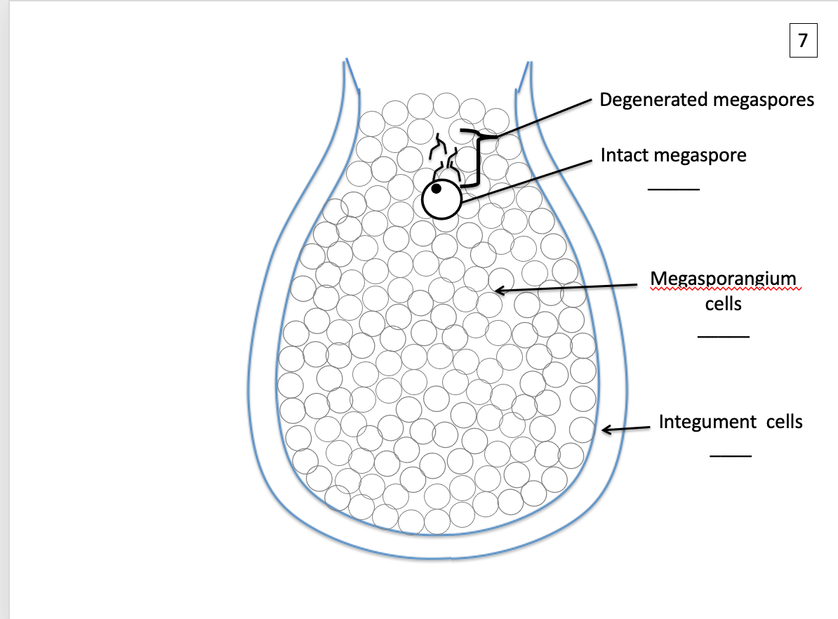 Solved 1 Megaspore mother cell Megasporangium cells | Chegg.com