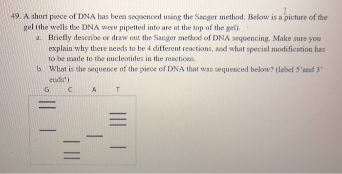 Solved 49. A short piece of DNA has been sequenced using the | Chegg.com