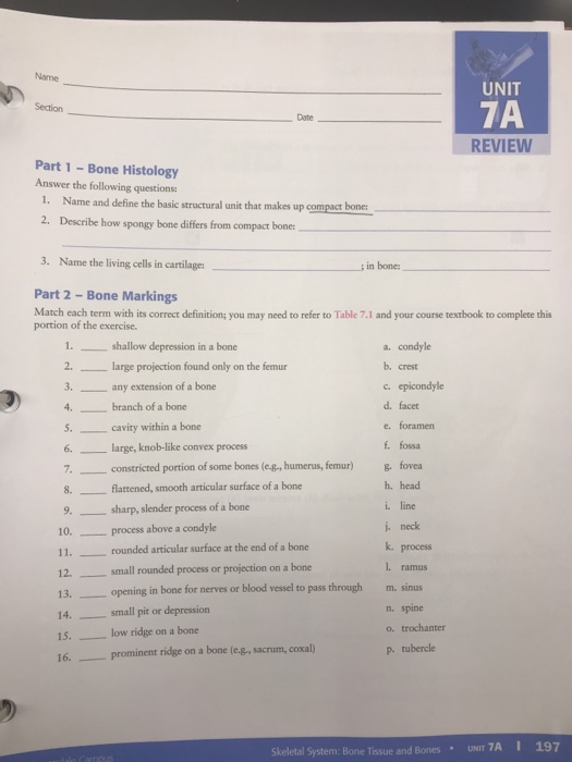 Solved Name UNIT Section 7A Date REVIEW Part 1 - Bone | Chegg.com