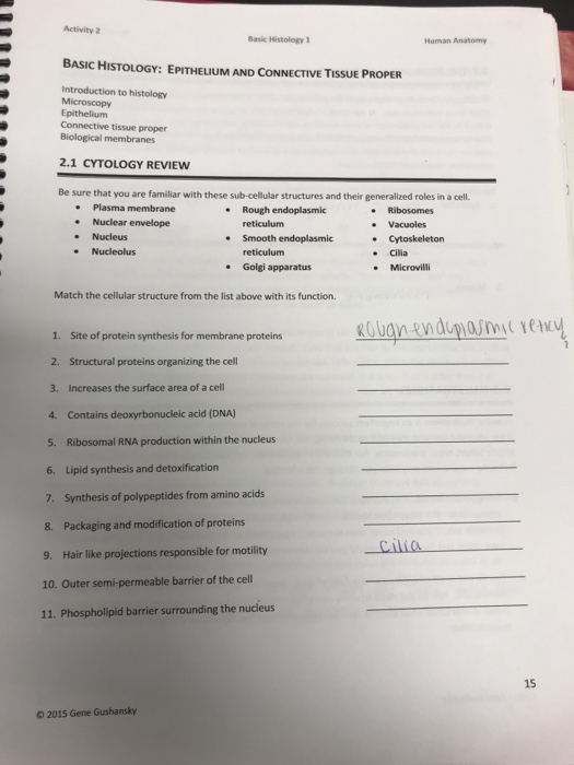 Solved Activity 2 Basic Histology 1 Human Anatomy BASIC | Chegg.com