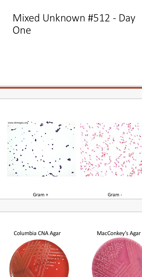 Solved Mixed Unknown Identification Form Unknown 'Patient | Chegg.com