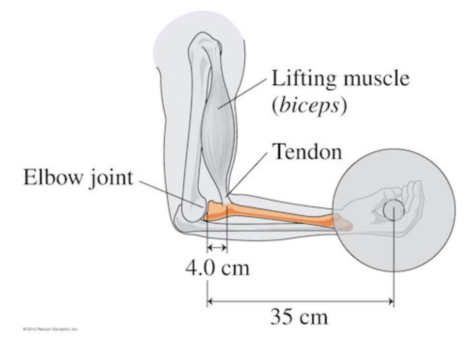 Solved Part A In the joints of the human body, muscles | Chegg.com