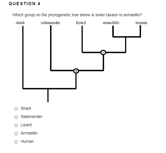 Solved Which group on the phylogenetic tree below is sister | Chegg.com