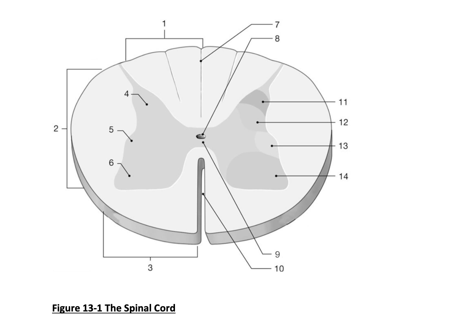 Solved Label parts 1-13 ﻿of the spinal cord. | Chegg.com