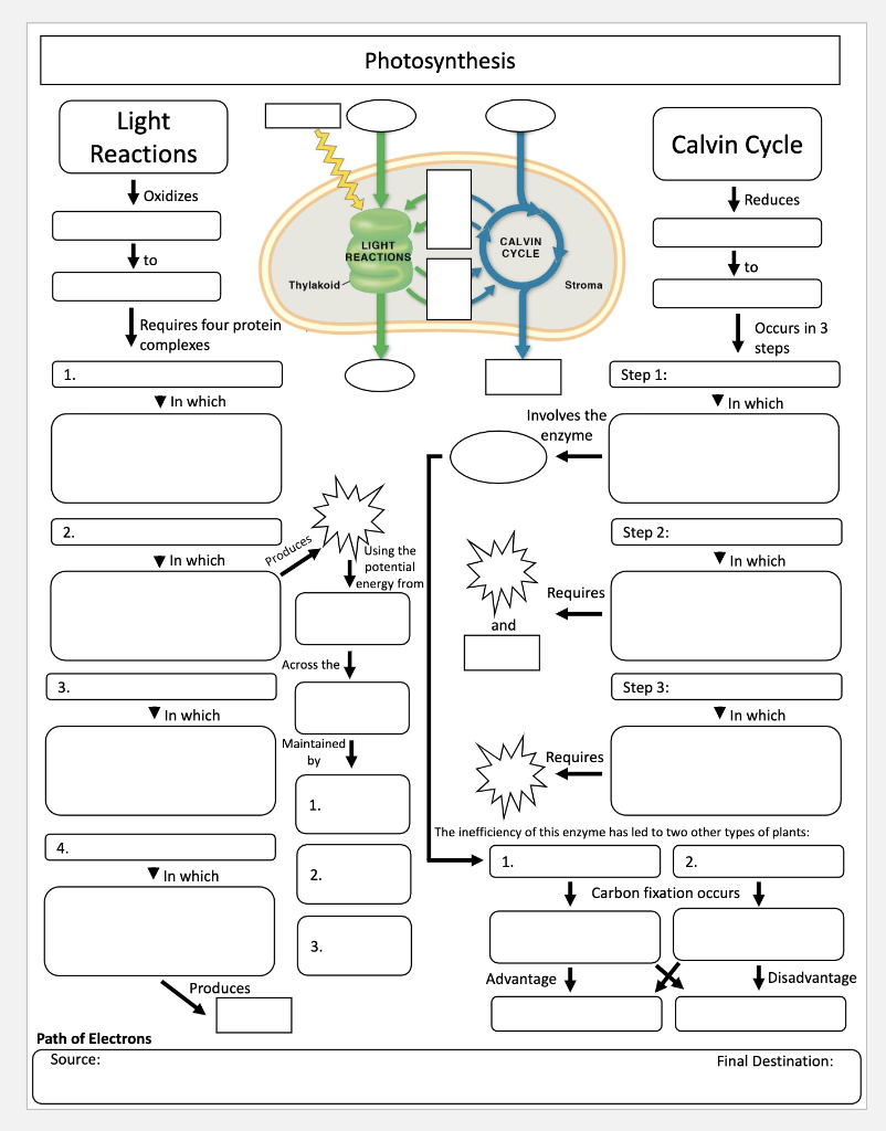 Photosynthesis Light Reactions Calvin Cycle Oxidizes | Chegg.com