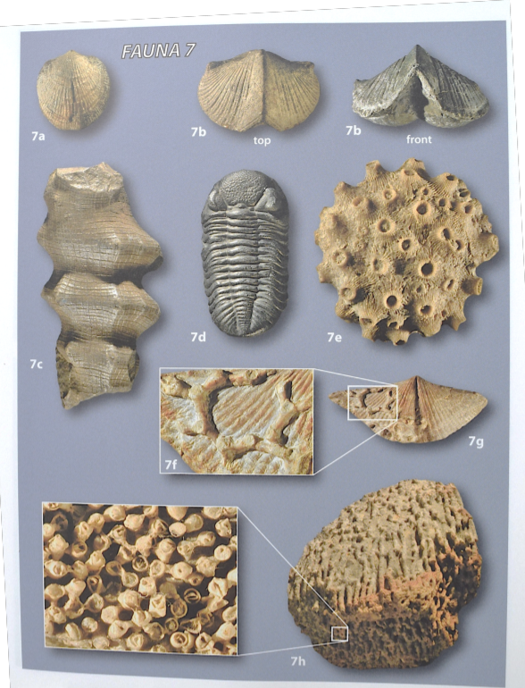 Part 1: Index Fossils in Depositional Sequences The | Chegg.com