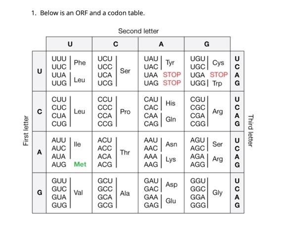 Solved 1. Below is an ORF and a codon table. U Second letter | Chegg.com
