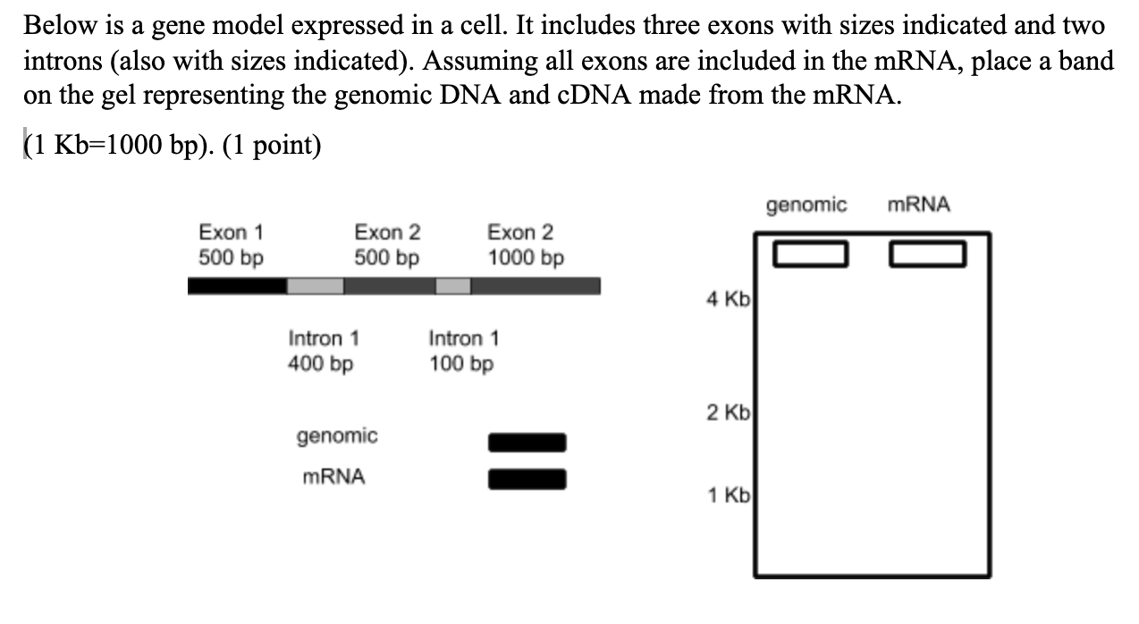 Solved Below is a gene model expressed in a cell. It | Chegg.com