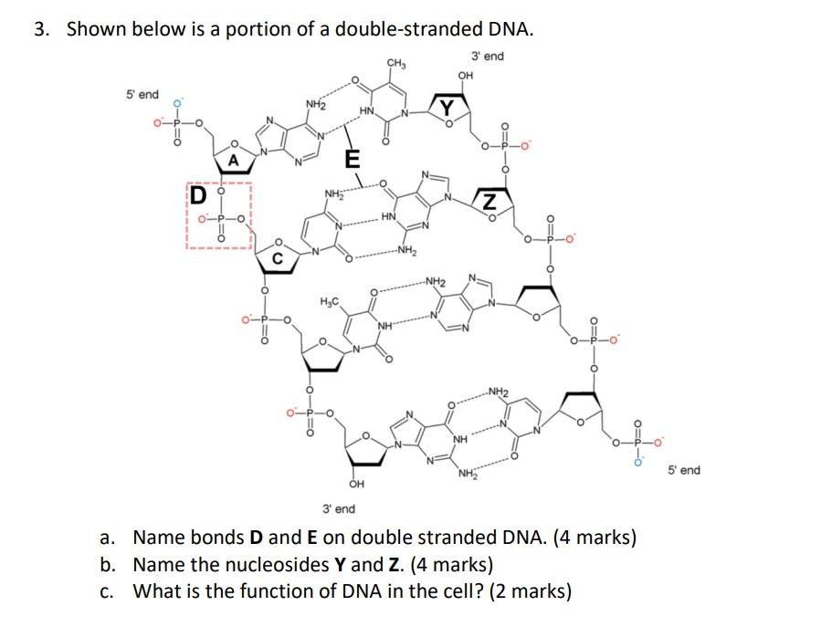Solved 3. Shown below is a portion of a double-stranded DNA. | Chegg.com