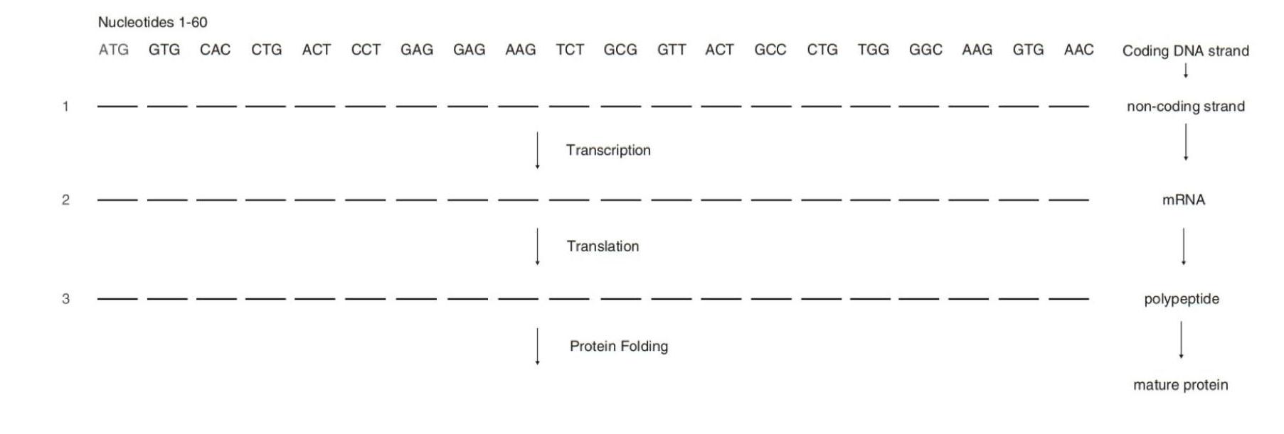 Solved Nucleotides 1-60 ATG GTG CAC CTG ACT CCT GAG GAG AAG | Chegg.com