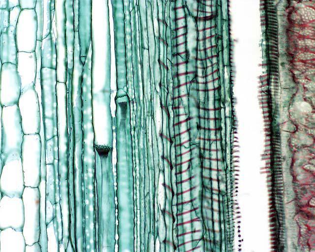 Solved The figure shown is that of a longitudinal section of | Chegg.com