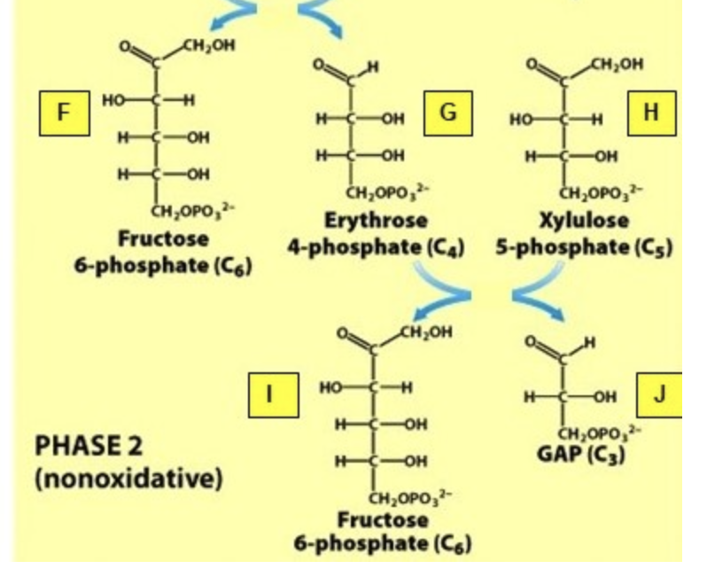 The 3’-hydroxyl of ribulose-5-phosphate (R-5-P) is | Chegg.com