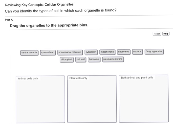 Solved Reviewing Key Concepts: Cellular Organelles Can you | Chegg.com