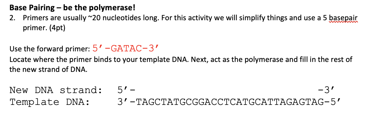 Solved Base Pairing – be the polymerase! 2. Primers are | Chegg.com