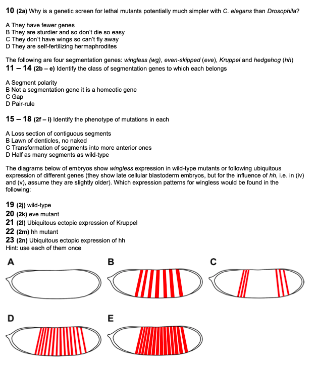 Solved 10 (2a) Why is a genetic screen for lethal mutants | Chegg.com
