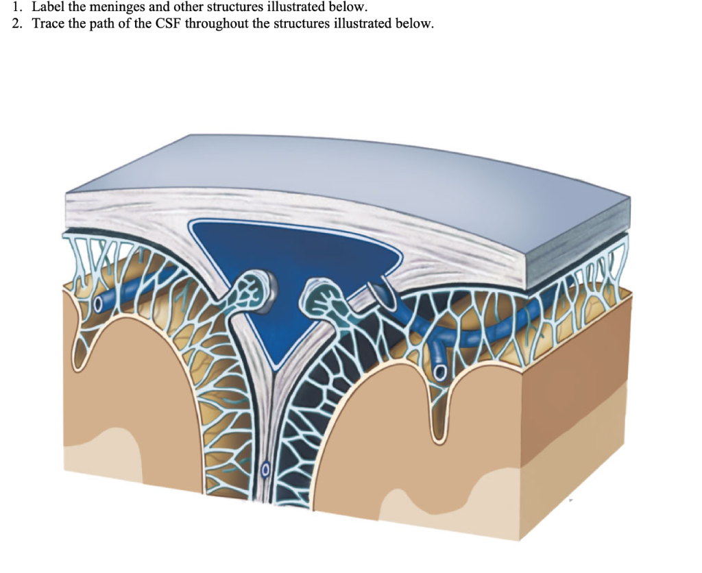 1. Label the meninges and other structures | Chegg.com