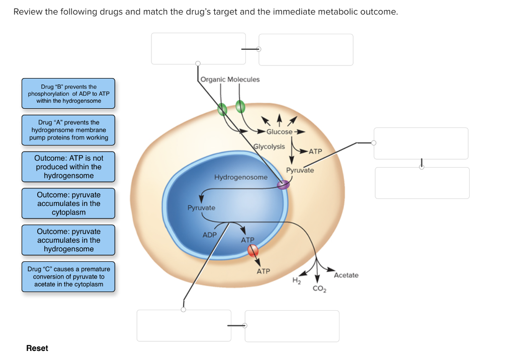 Solved Review the following drugs and match the drug's | Chegg.com