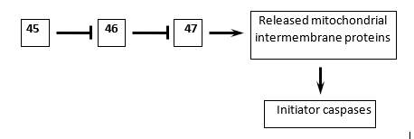 Solved 35. What is separase? A) a protein that marks a | Chegg.com