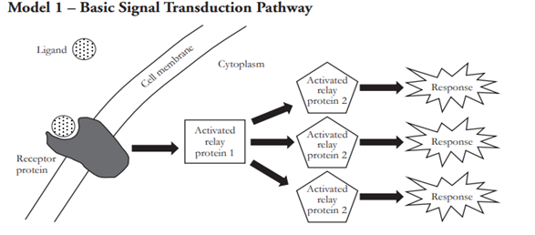 Solved Look at the model above and define the following: | Chegg.com