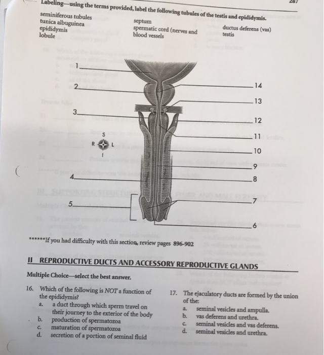 Solved Labeling-using the terms provided, label the | Chegg.com