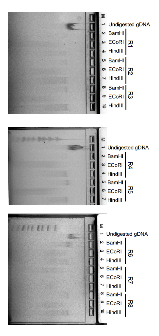 Please Interpret this gDNA Agarose gel Method for | Chegg.com