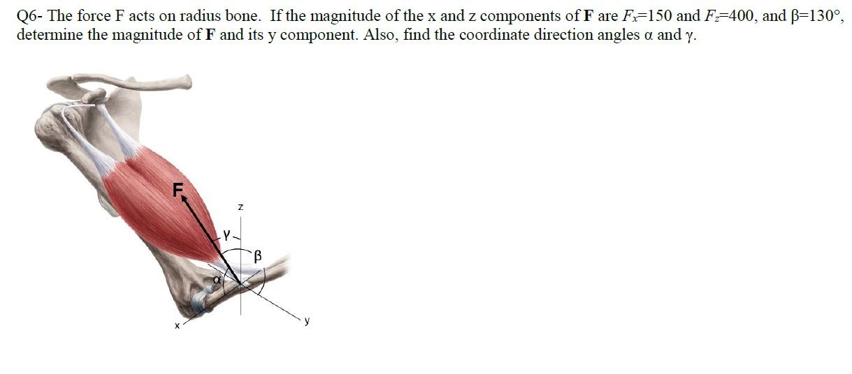 Solved Q6- The force F acts on radius bone. If the magnitude | Chegg.com