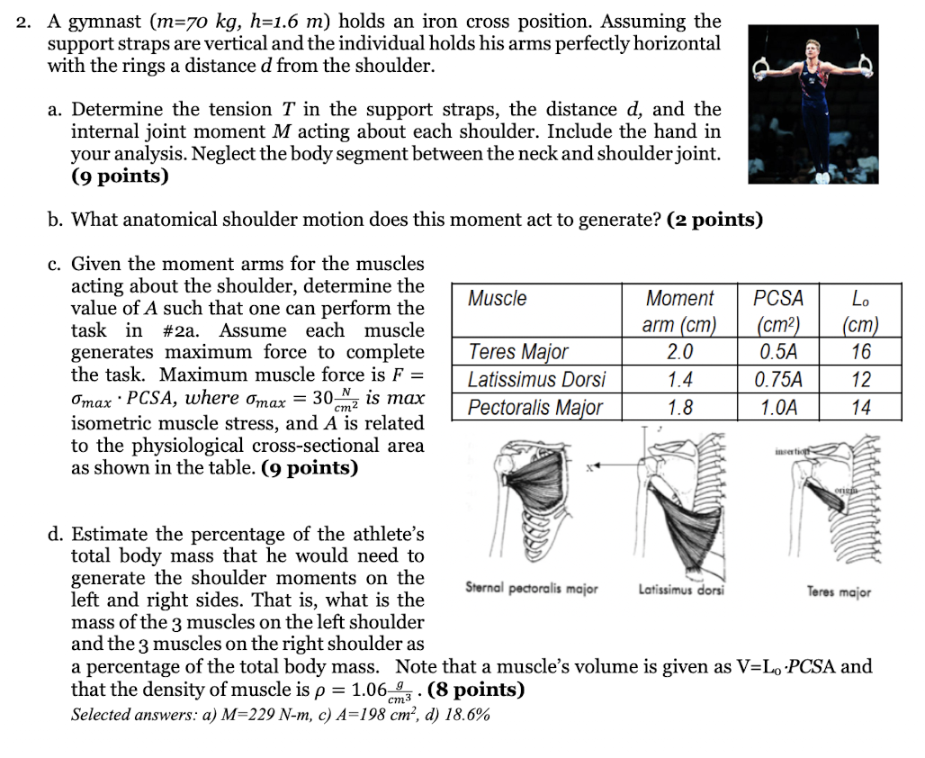 Solved A gymnast ( m=70 kg,h=1.6 m ) holds an iron cross | Chegg.com