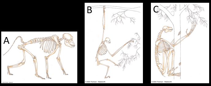 Solved Intermembral index (IMI) = [(length of radius + | Chegg.com