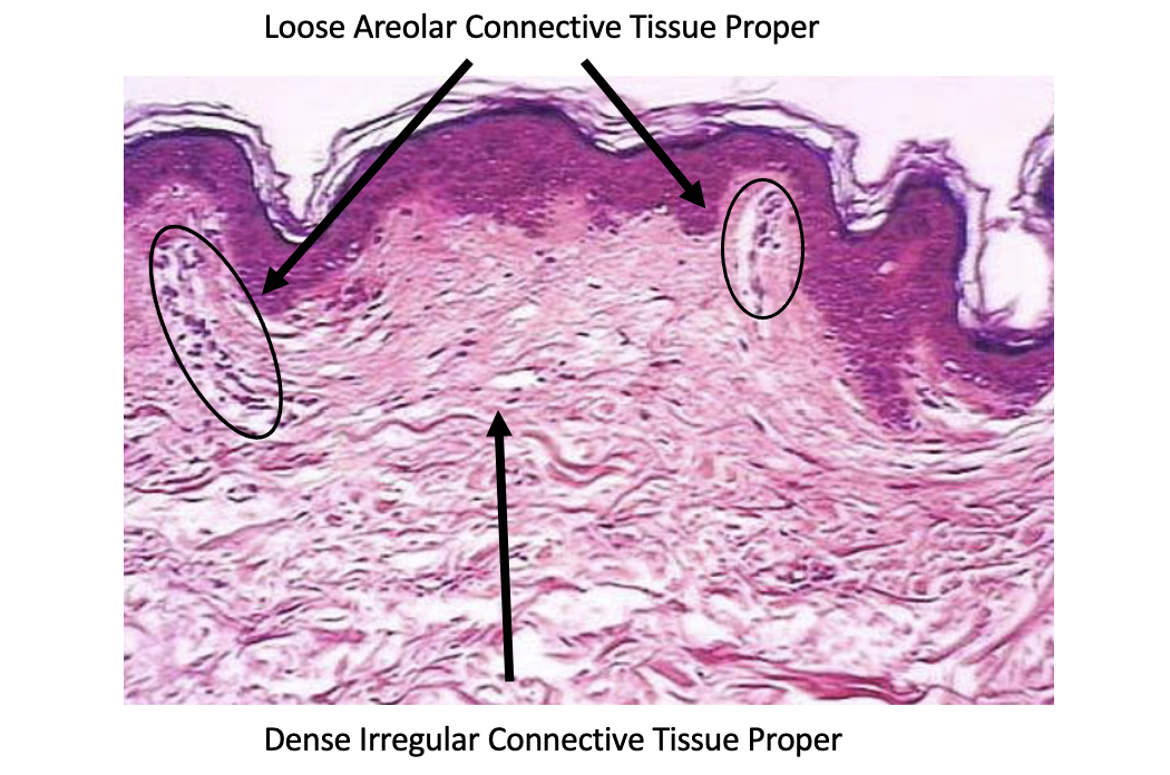 Solved Loose Areolar Connective Tissue Proper Dense | Chegg.com
