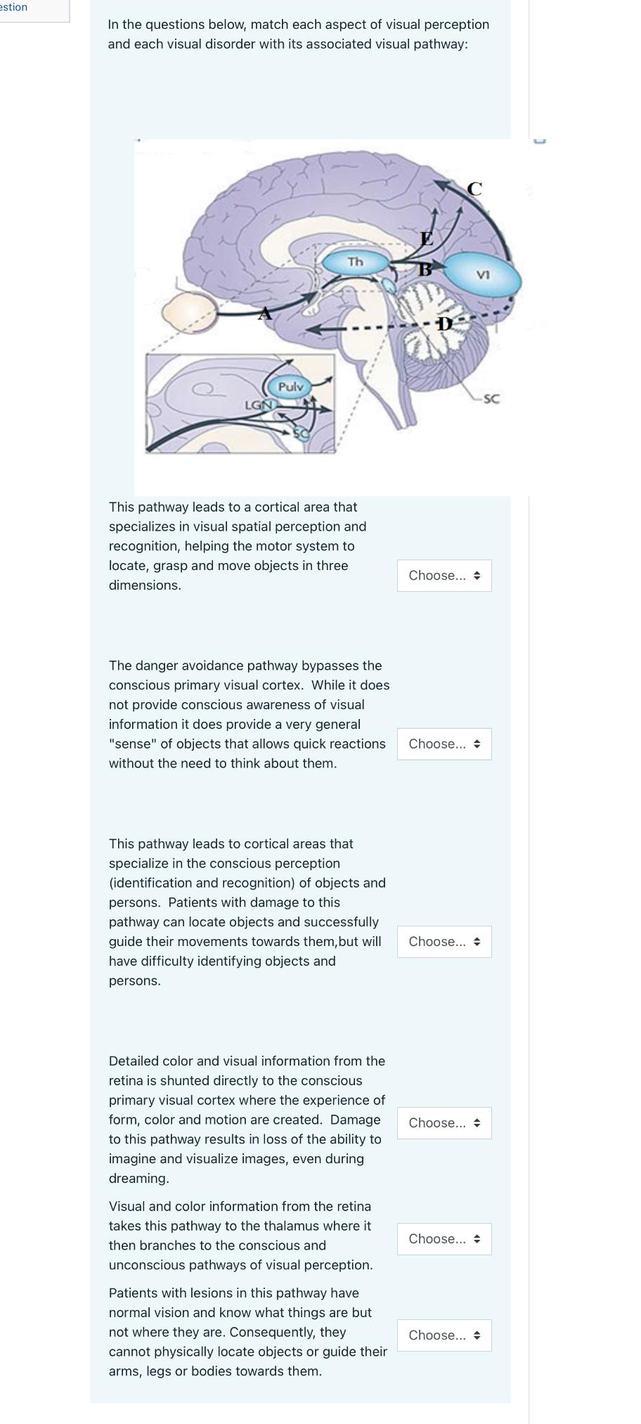 Solved Match the location of the brain to the function. | Chegg.com