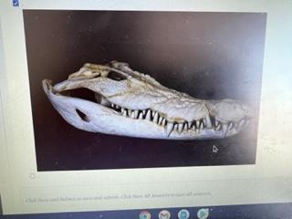 Solved Which of the following specimens have homodont teeth? | Chegg.com